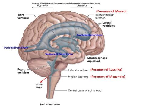 Image Result For Foramen Of Monro And Luschka Cerebrospinal Fluid