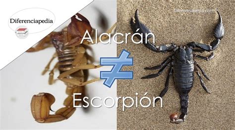 Diferencia Entre Alacrán Y Escorpión La Web De