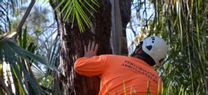 Home Page Treelopper Com Au