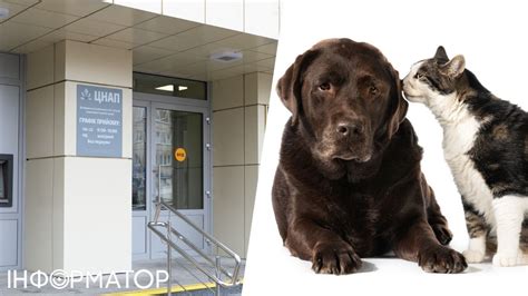 У ЦНАПах Києва можна зареєструвати домашнього улюбленця Читайте на Ukr Net