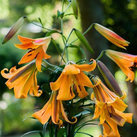 Lilium 'African Queen' - buy plants at Coolplants