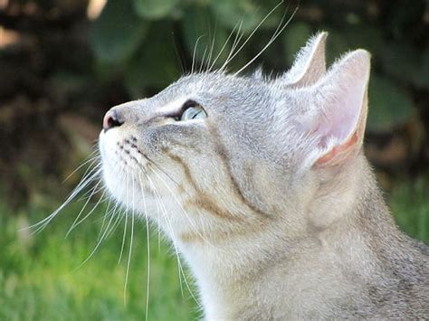 Cat Rental Opens in Kiev - ONEjive.com