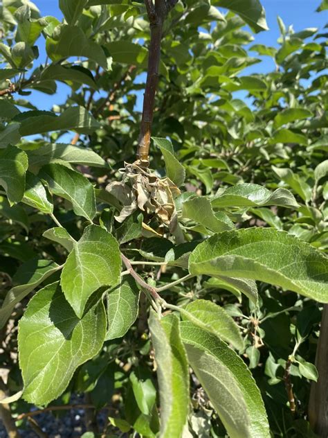 Apple Tree Issue Rgardening