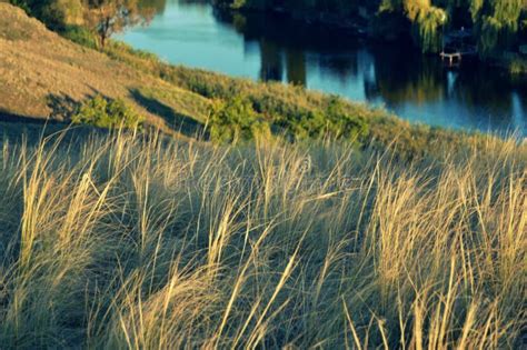 Feather Grass Stock Image Image Of Dried River Grass 47820991