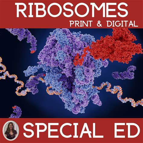 Ribosomes In A Cell