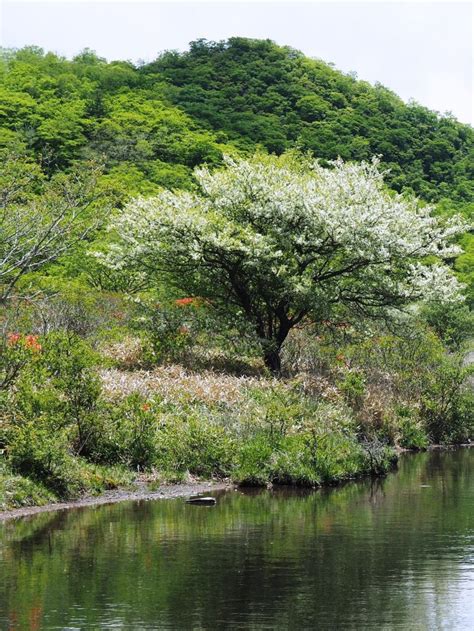 赤城山のツツジ 覚満淵 思いのままに群馬発