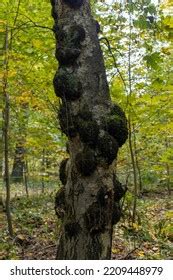Detail Diseased Tree Trunk Distinct Bump Stock Photo 2209448979 Shutterstock