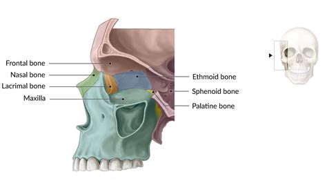 💄 Lacrimal Bone Function Lacrimal Gland Anatomy Function And Tests