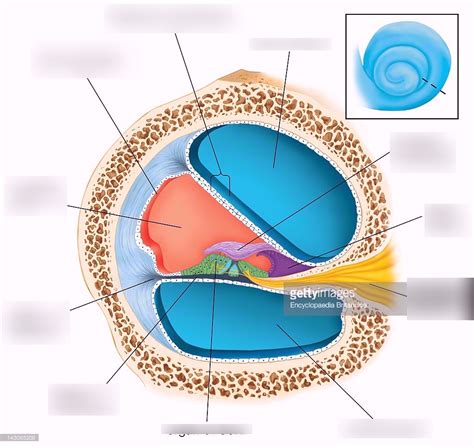 Cross Section Of The Cochlea Diagram Quizlet