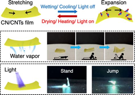 Multistimuli Responsive Soft Actuators With Controllable Bionic Motions Acs Applied Materials