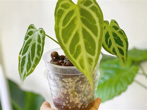 Class101 흙 없이 식물 키우기 식물 확대범의 주범 반수경재배부터 식테크까지