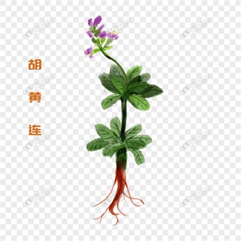 胡黄连元素素材下载 正版素材401102585 摄图网