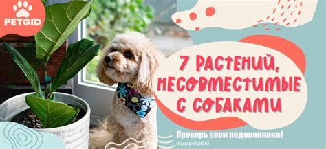 7 популярных комнатных растений которые опасны для собак