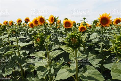 농업 해바라기 밭 Helianthus 해바라기는 국화과 가족의 식물 속입니다 연간 해바라기와 관형 해바라기 노란 꽃잎으로 피는 새싹 모피 잎 세르비아 0명에 대한 스톡 사진