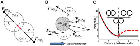 Model For Simulation A When Two Neighboring Cells Indicated By The Download Scientific