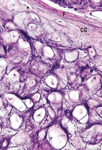 Perichondrium Histology