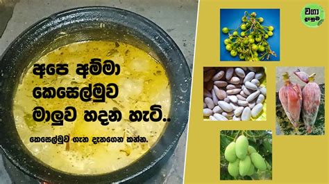 ඔබත් කෙසෙල්මුව ගැන දැනගෙන සිටියාද අපෙ අම්මා කෙසෙල් මුවමාලුව හදපු හැටි වගා දැනුම Youtube