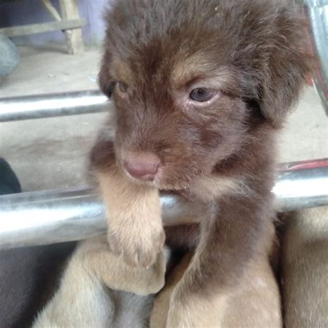 ម៉ារា មុំpka