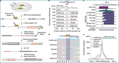 Lace Seq Global Profiling Of Rna Binding Protein Target Sites Rna Seq Blog