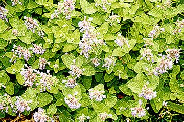 Catnip Seeds Eden Seeds