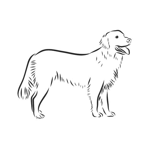 Premium Vector Vector Image Of Golden Retriever On White Background