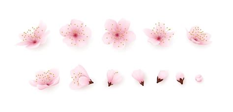 3d 사쿠라 꽃 부드러운 분홍색 꽃 체리 세트 일본 봄 꽃 봉오리와 가지 꽃 과일 피는 나무 현실적인 꽃잎 구성 결혼식 장식