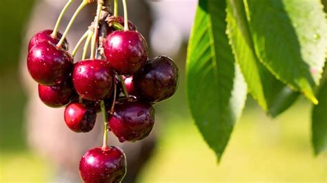 9 Most Delicious Cherry Varieties To Grow For Fresh Eating