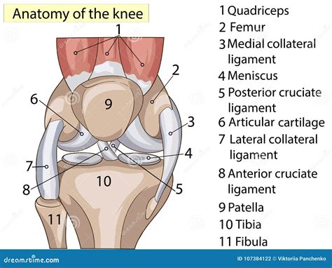 Anatomie Souscrivez Vecteur D Articulation Du Genou De Structure Illustration De Vecteur