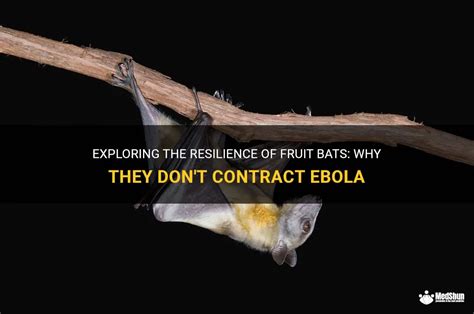 Exploring The Resilience Of Fruit Bats Why They Dont Contract Ebola