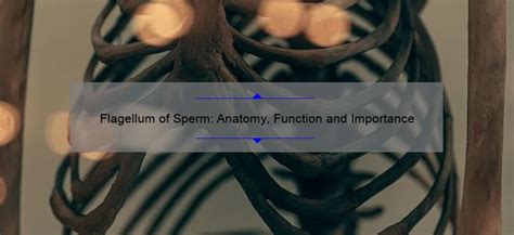 Flagellum Of Sperm Anatomy Function And Importance Spermblog