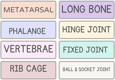 Skeleton Matching Exercise Lesson Plans
