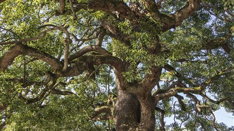 Old Tree Wallpaper Photography Wallpapers