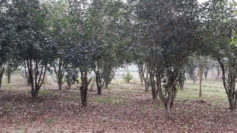Tea Tree - Free photo on Pixabay - Pixabay