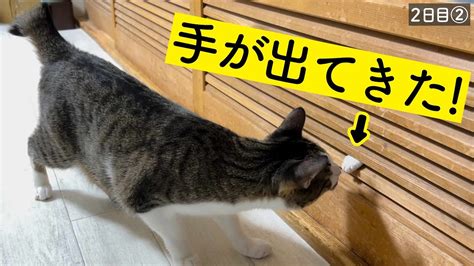 段ボール箱に捨てられてた子猫との生活2日目②子猫とルノが思わぬ形で出会ってしまいました YouTube
