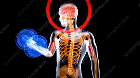 Man Doing Biceps Curls Illustration Stock Image F042 1439 Science Photo Library