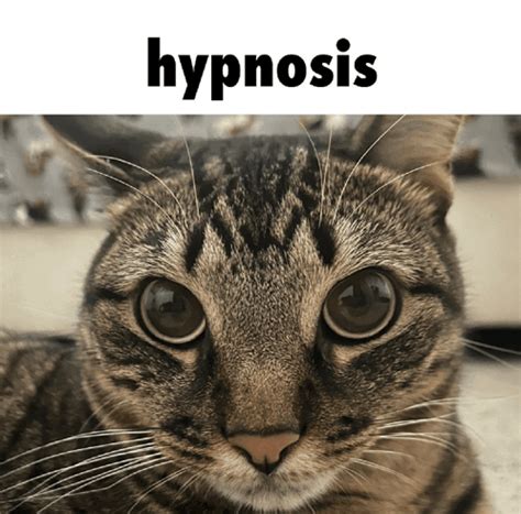 Hypnosis Hypnotize  Trending  On Vif