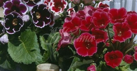 2 рецепти за захранки и обилен цъфтеж на цветята Като започнат да цъфтят ще си кажете Такова