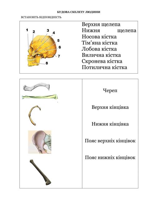 624329 Будова скелету людини Atarina