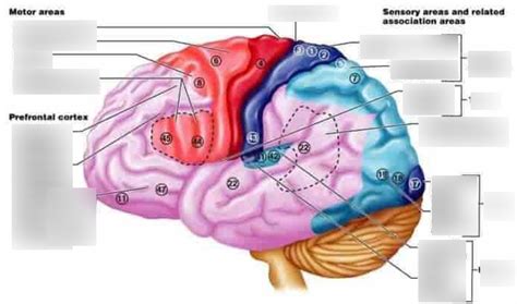 Frontal Lobe Clinical Correlations Diagram Quizlet