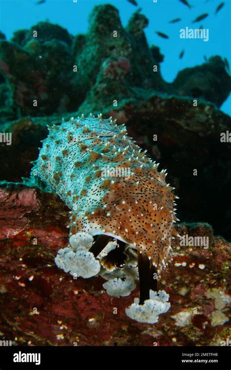 Graeffes Sea Cucumber Pearsonothuria Graeffei Feeding Daedalus Reef