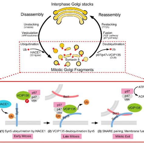 Golgi Reassembly Stacking Protein Of 65 Kda Grasp65 Domain Structure Download Scientific