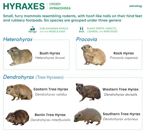 Hyrax Examples Size Habitat Diet Predators And Characteristics