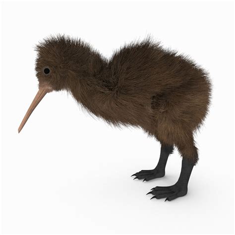 Kiwi Free 3d Model Obj Max Free3d