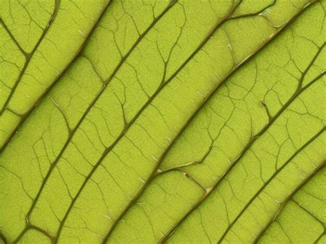 Premium Ai Image Leaf Closeup Leaf Surface Texture Leaf
