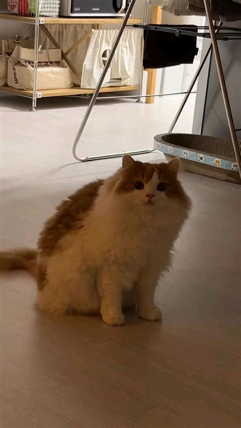 Adorable Kitty Meowing 🐱