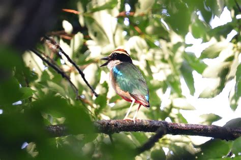 ヤイロチョウ 2023 その2 ロクヨンひろ探鳥記
