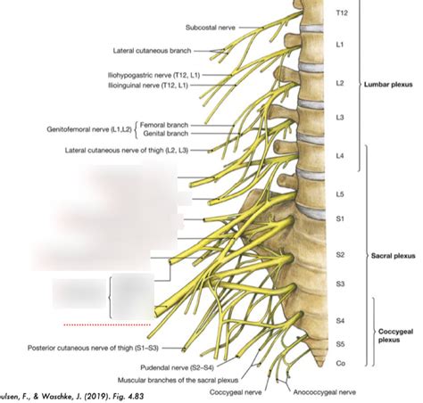 Nerves Of The Lumbosacral Plexus Diagram Quizlet