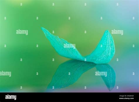 Skeleton Leaf With Reflectionbeautiful Wallpaper In Green And Blue