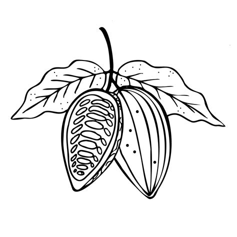 Cocoa Hand Drawn Sketch Cocoa Beans Leaves Sketch And Cocoa Tree Vector 22351060 Vector Art At