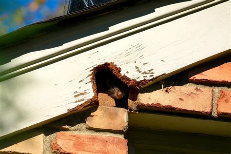 Rodent Control In Phoenix Winter 2025 Update Busy Bee